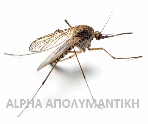 Κουνούπια Ανωφελές, μετρά προστασίας. | ALPHA ΑΠΟΛΥΜΑΝΤΙΚΗ